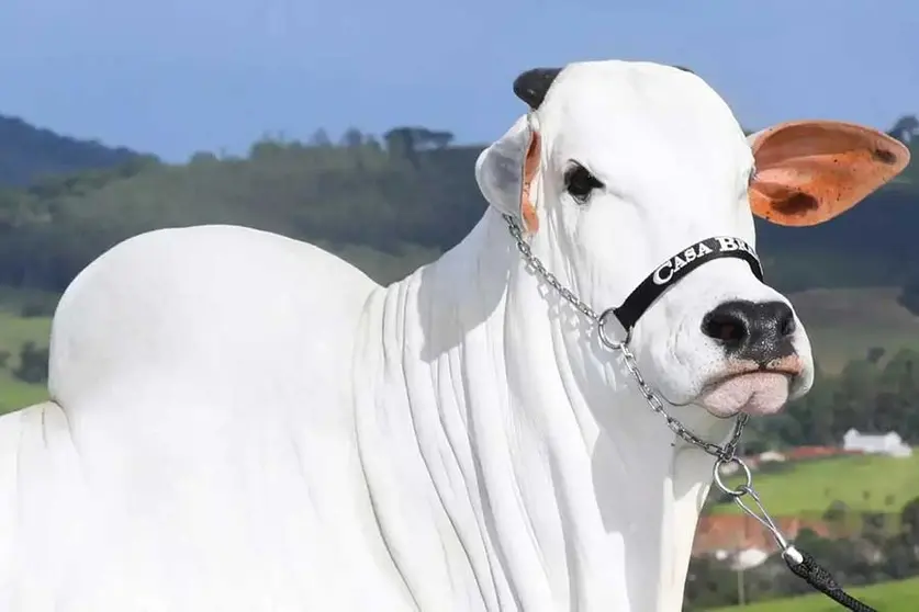 Viatina-19: la vaca más cara del mundo, valorada en $us 4 millones