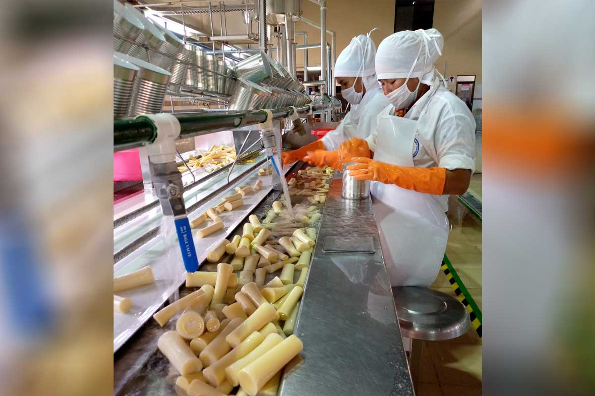 Exportación de palmito crece en volumen pero cae 10% en su valor ...